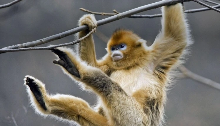 Monkey | Kung fu panda species s Wikia | Fandom