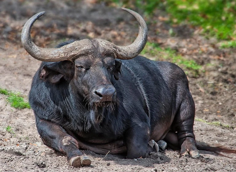 Temutai | Kung fu panda species s Wikia | Fandom