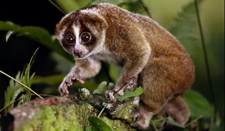 Tong fo | Kung fu panda species s Wikia | Fandom