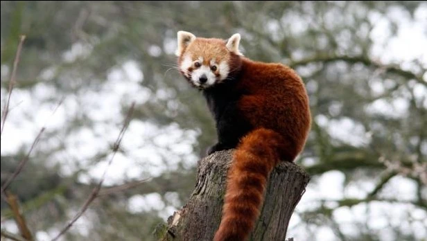 Shirong | Kung fu panda species s Wikia | Fandom