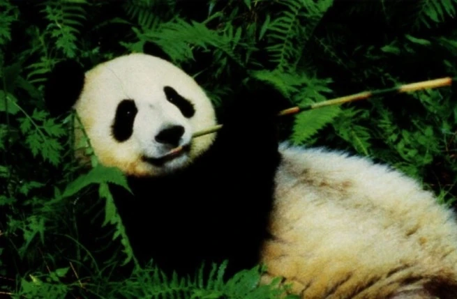 Grand panda | Kung fu panda species s Wikia | Fandom