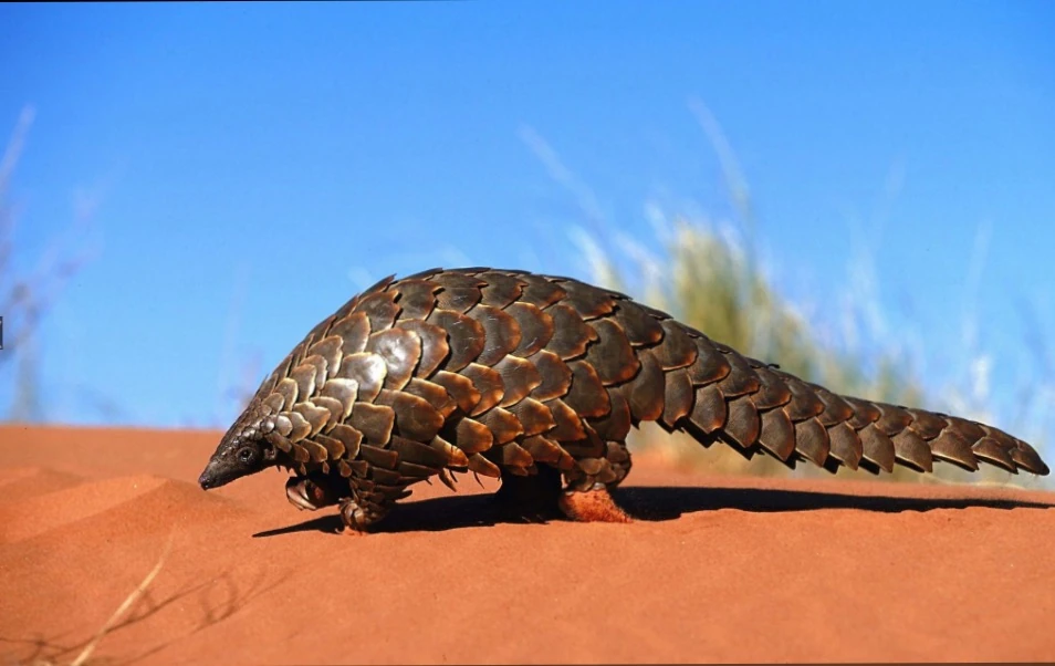 Shanshu | Kung fu panda species s Wikia | Fandom