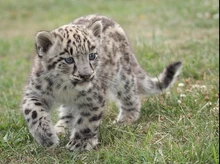 Peng | Kung fu panda species s Wikia | Fandom