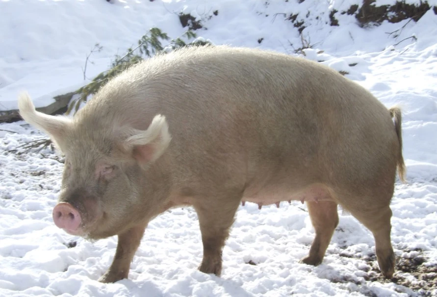 Bao the pig | Kung fu panda species s Wikia | Fandom