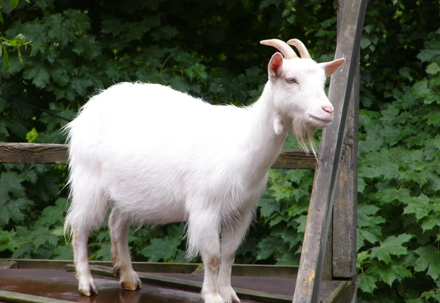 Master goat | Kung fu panda species s Wikia | Fandom