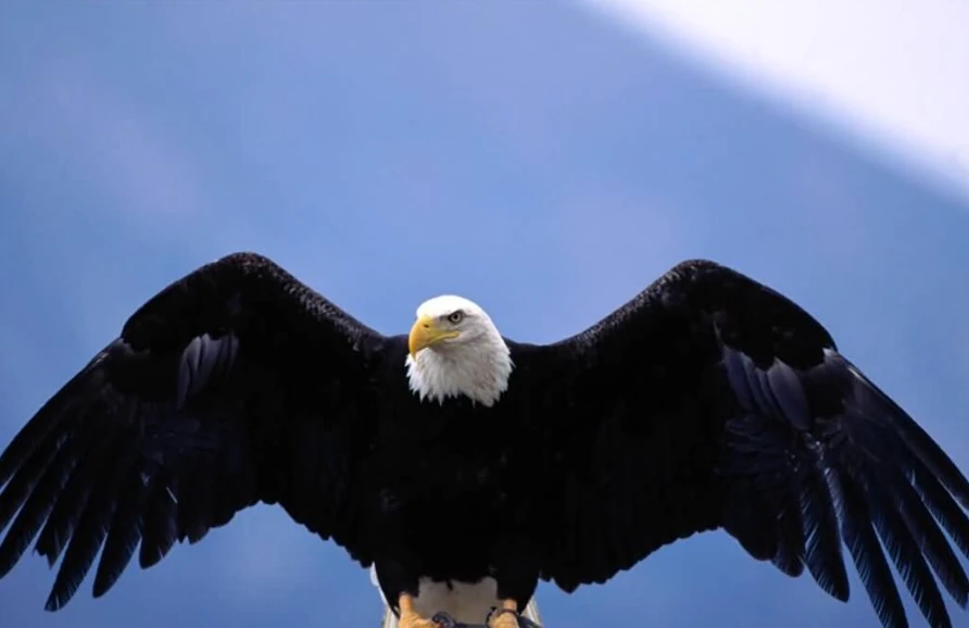 Master eagle | Kung fu panda species s Wikia | Fandom