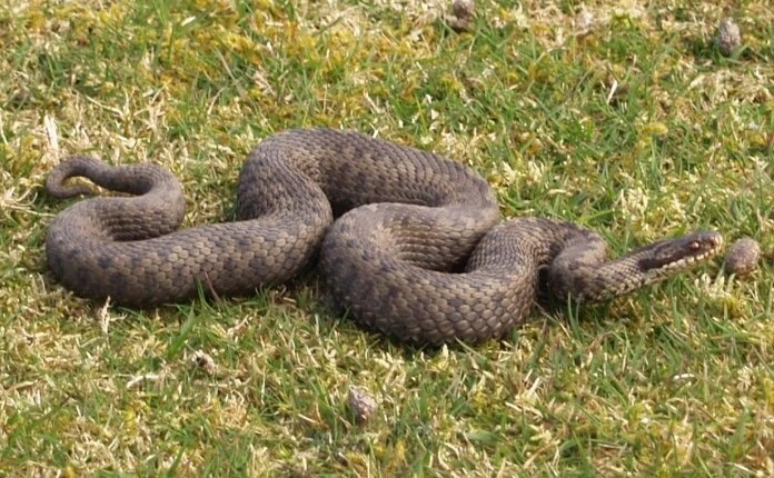 Great master viper | Kung fu panda species s Wikia | Fandom