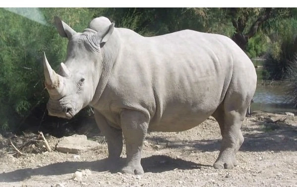 Vachir | Kung fu panda species s Wikia | Fandom