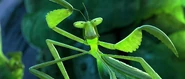 Mantis | Kung Fu Panda Wiki | Fandom
