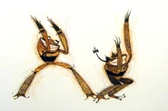 Frog | Kung Fu Panda Wiki | Fandom