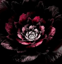 La Rose Pourpre | Wikia Kuretarpédia | Fandom