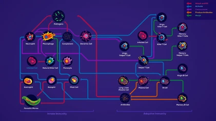Immune System | Kurzgesagt YouTube Channel Wiki | Fandom