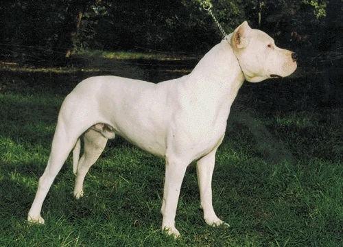 Argentin dog | Kutya-wiki | Fandom