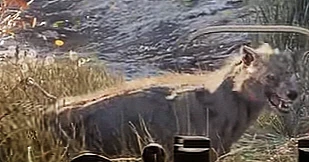 Metro Creatures | Kylar Wiki | Fandom