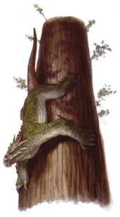 Kashyyyk | Kylar Wiki | Fandom