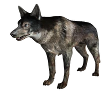 China (Fallout) | Kylar Wiki | Fandom