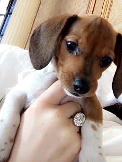 What Breed Is Kylie Jenners Dog Penny