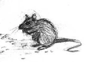 Rats | L5r: Legend of the Five Rings Wiki | Fandom