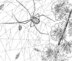 Spiders | L5r: Legend of the Five Rings Wiki | Fandom