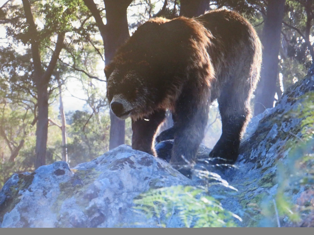 Short faced Bear | La Brea Wiki | Fandom