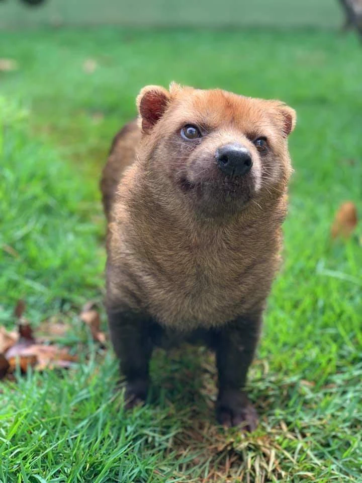 Epicyon | Wiki La Caverna | Fandom