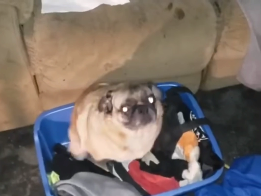 Pug | Wiki La Caverna | Fandom