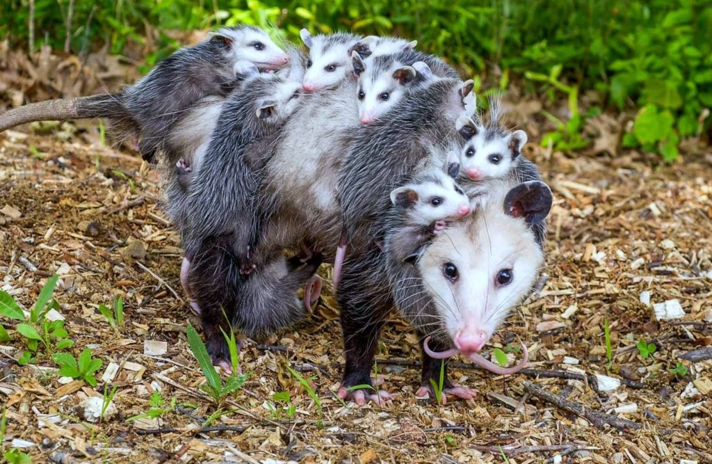 Curiosidades | Wiki La Pandilla del Tlacuache | Fandom