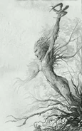 Drycha | Wiki La Biblioteca del Viejo Mundo | Fandom