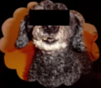 Lacey's Petshop | Lacey Games Wiki | Fandom