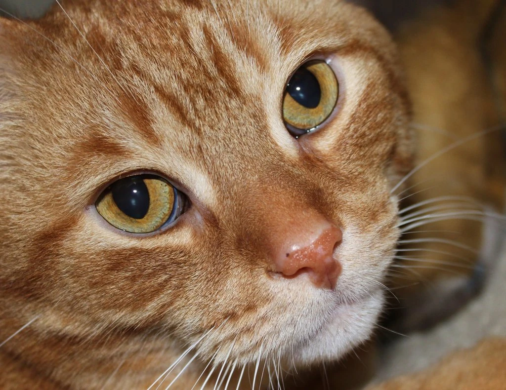 Cinnamon | Lady Mercury Wiki | Fandom