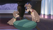 Scamp | Lady And The Tramp Wiki | Fandom