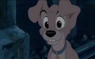 Scamp | Lady And The Tramp Wiki | Fandom