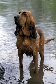 Bloodhound | Lady And The Tramp Wiki | Fandom
