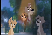 Scamp | Lady And The Tramp Wiki | Fandom