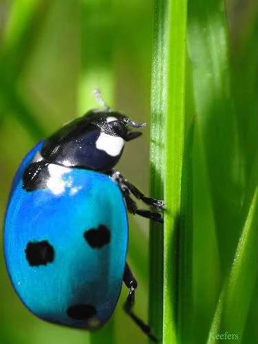 Blue ladybird | Ladybird Wiki | Fandom