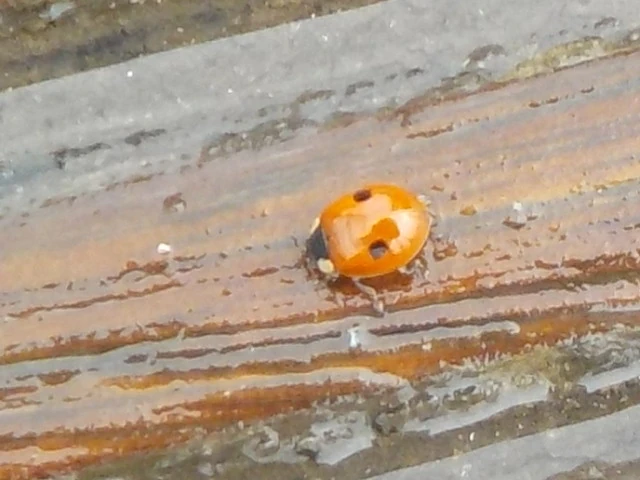 Gold ladybird | Ladybird Wiki | Fandom