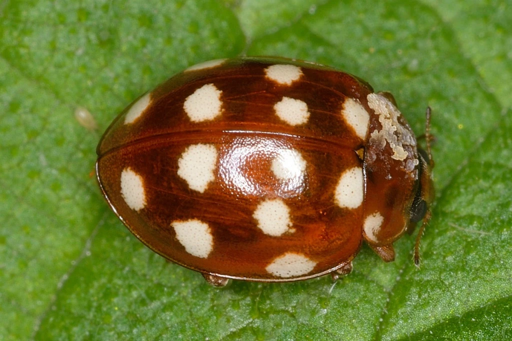 Brown ladybird | Ladybird Wiki | Fandom