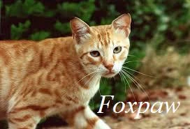 Foxpaw | LakeClan Roleplaying Wiki | Fandom