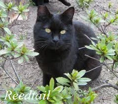 Reedtail | LakeClan Roleplaying Wiki | Fandom