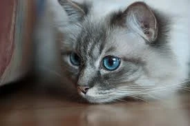 Starpaw | LakeClan territory Wiki | Fandom