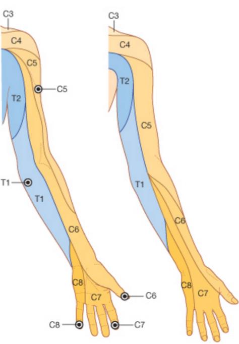 Sensory System Upper Limb | Lance's Medical School Wikia | Fandom