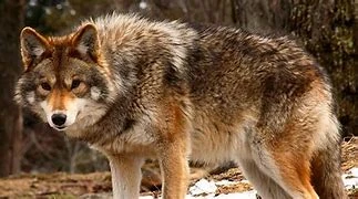 Bourrasque | Wiki L'Appel de la Lune | Fandom