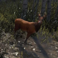Deer | Lara Croft Wiki | Fandom