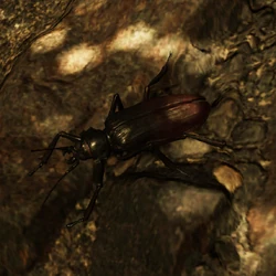 Blister Beetle | Lara Croft Wiki | Fandom
