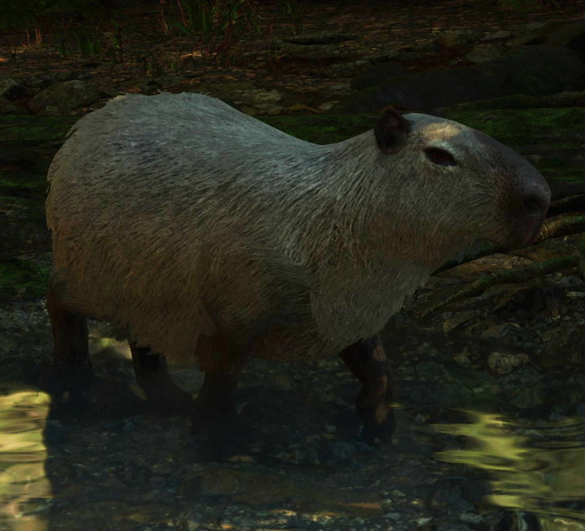 Albino Capybara