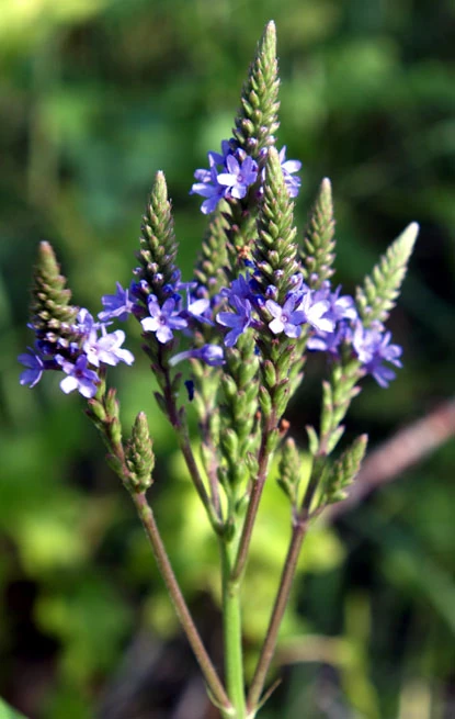 Vervain | Latenightbite Wiki | Fandom