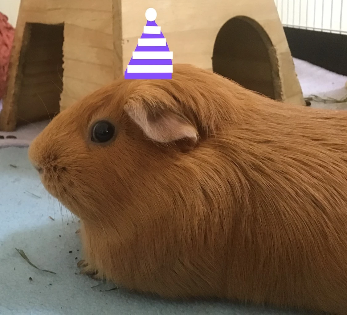 Category:Characters | Guinea Pig Wiki | Fandom