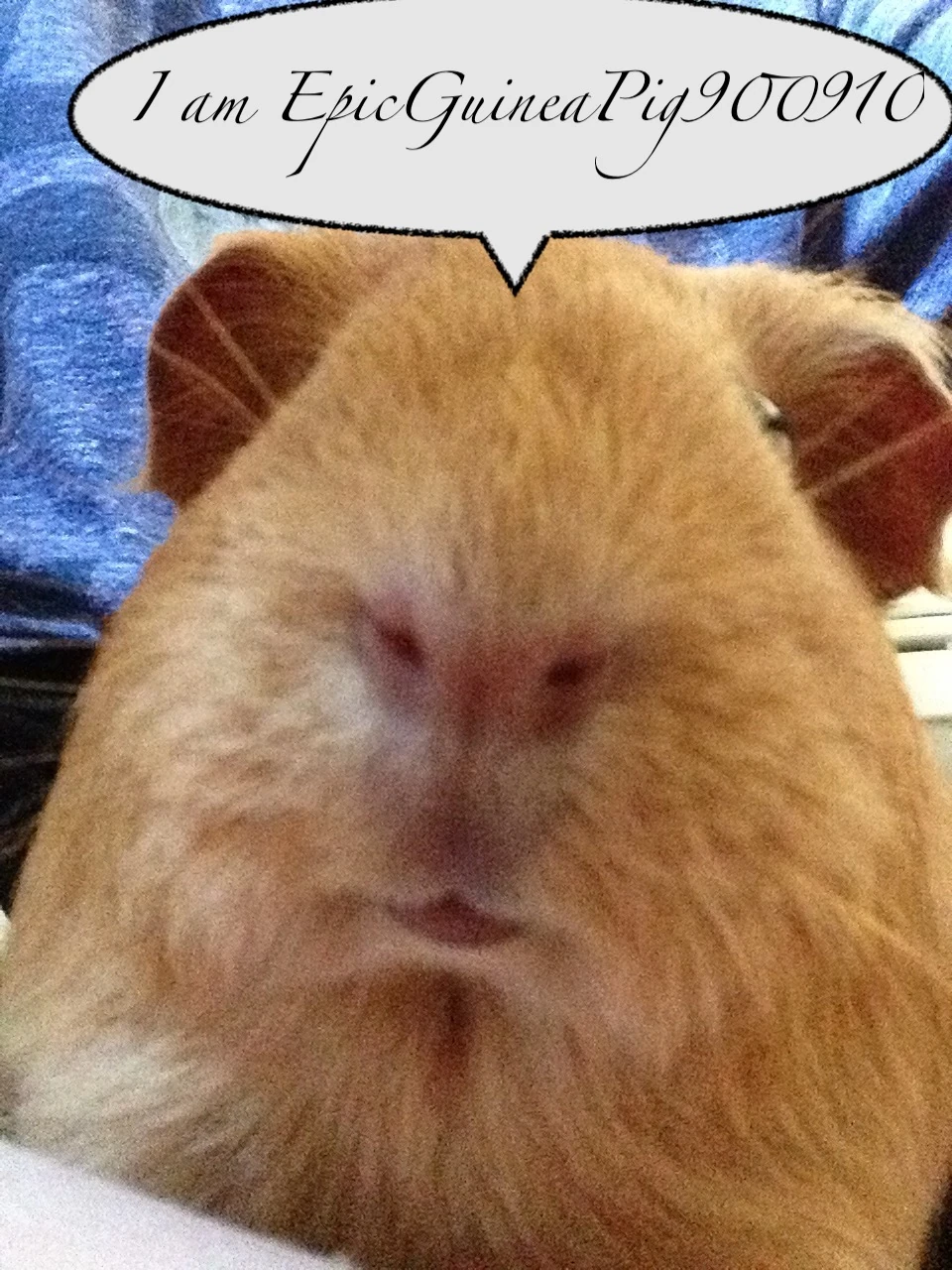 EpicGuineaPig900910 | Guinea Pig Wiki | Fandom