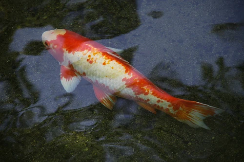 Koi | Law's Brigade Wiki | Fandom