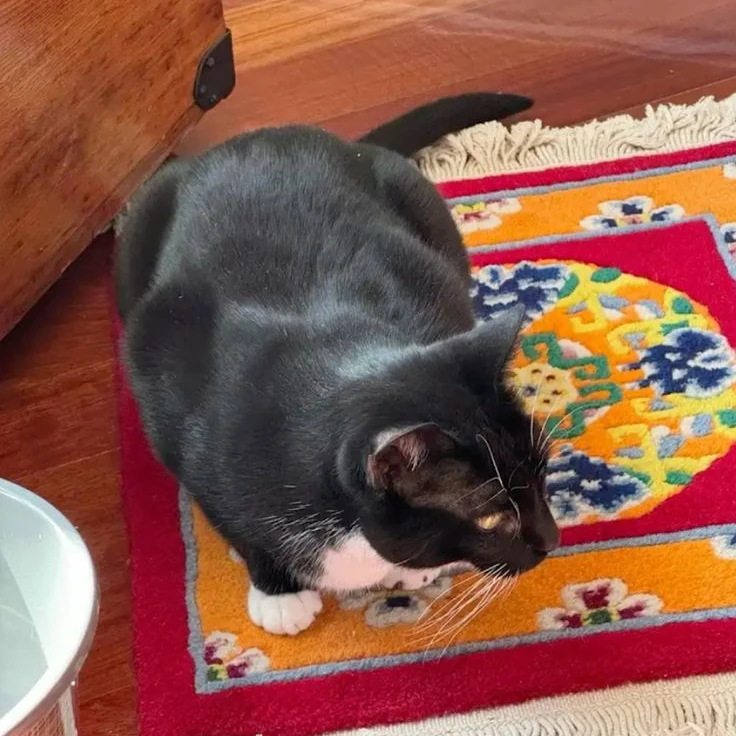 Series | Layze Wiki | Fandom